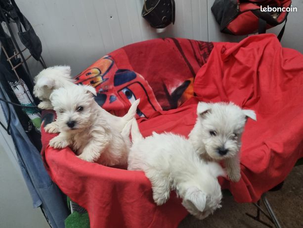 Animaux, chiot, chaton, ... Pyrénées-Atlantiques (64) - leboncoin