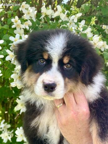 Animaux, chiot, chaton ... Loir-et-Cher (41) - leboncoin