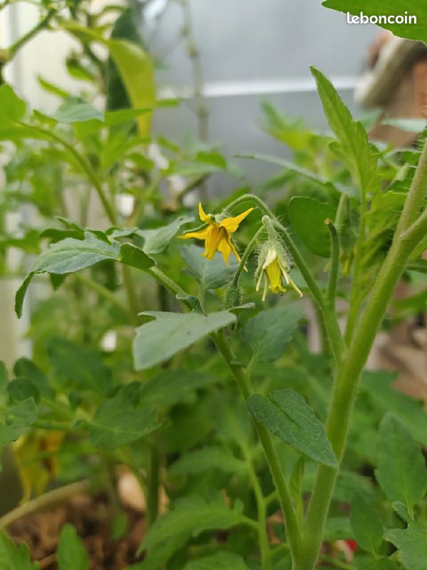 Plants de légumes/tomates/concombres/courgettes/pastèque/melons ...