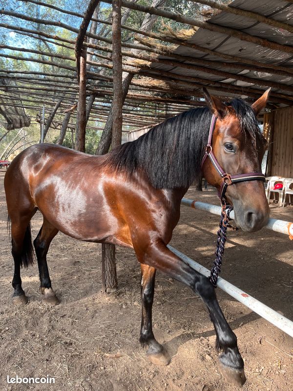 Dp ponette - Sport & Plein air