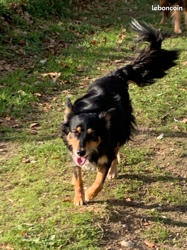 Dog sitter - Services aux animaux