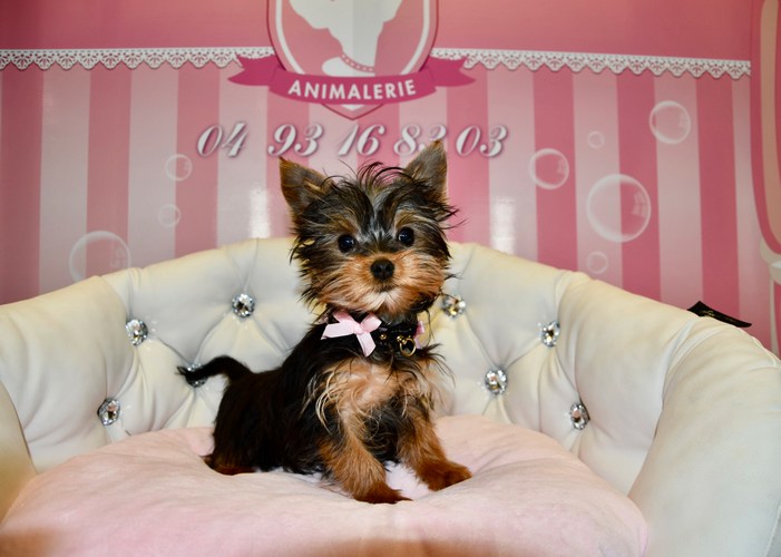 BULL ET BILL - Nice (06000) - Pro leboncoin