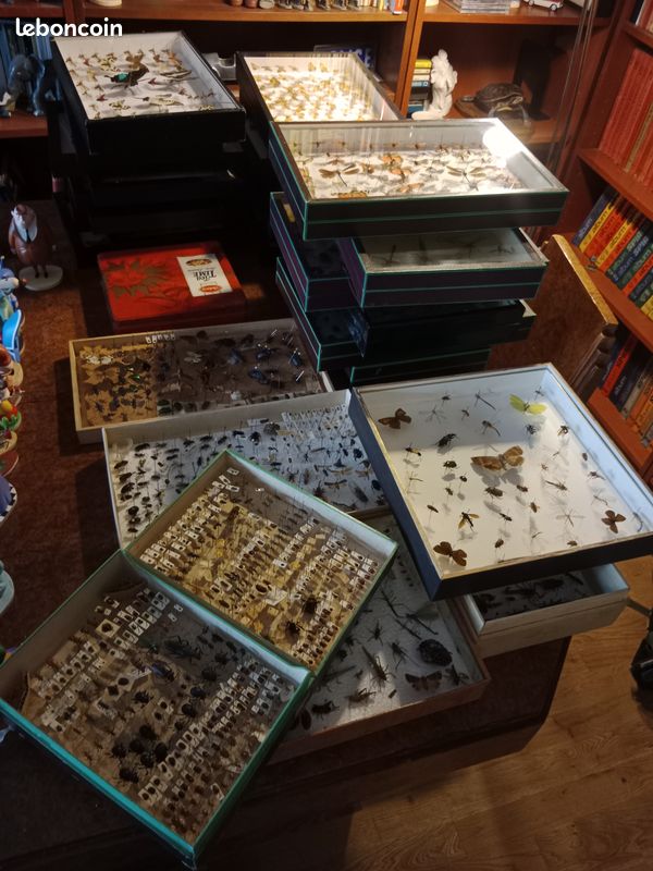 Enorme collection d'insectes et papillons - Collection