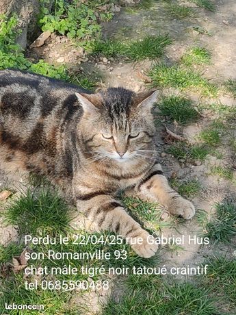 Animaux perdus - leboncoin