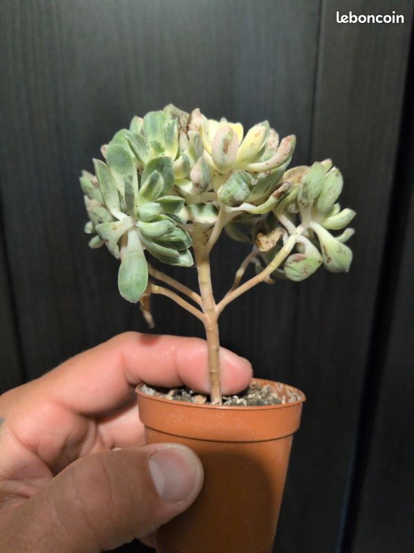Aeonium sun cup - Jardin & Plantes
