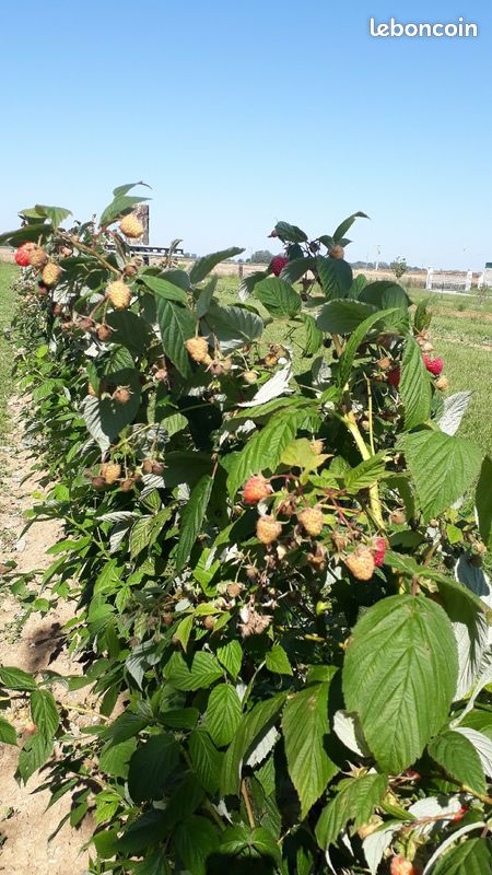 Framboises confiture Bio - Vins & Gastronomie