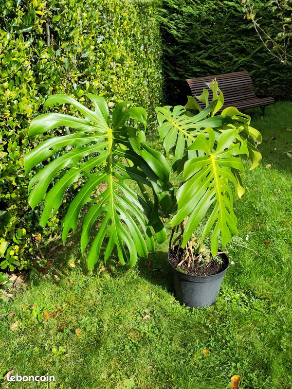 Monstera deliciosa - Jardin & Plantes