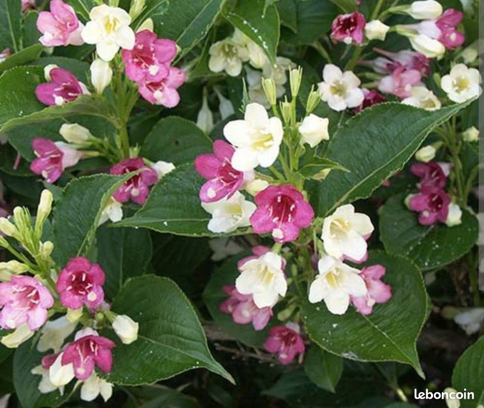 Weigela Marjorie tricolore - Jardin & Plantes