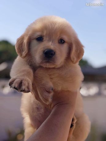 Animaux, chiot, chaton ... Chalon-sur-Saône (71100) - leboncoin