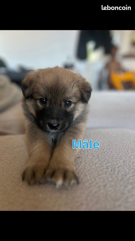 Chiot tervueren / bouvier bernois - Services aux animaux