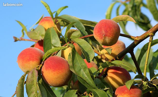 Pêcher de vigne (arbre) - pêche de vigne - Jardin & Plantes