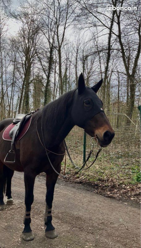 Demi pension cheval - Services aux animaux