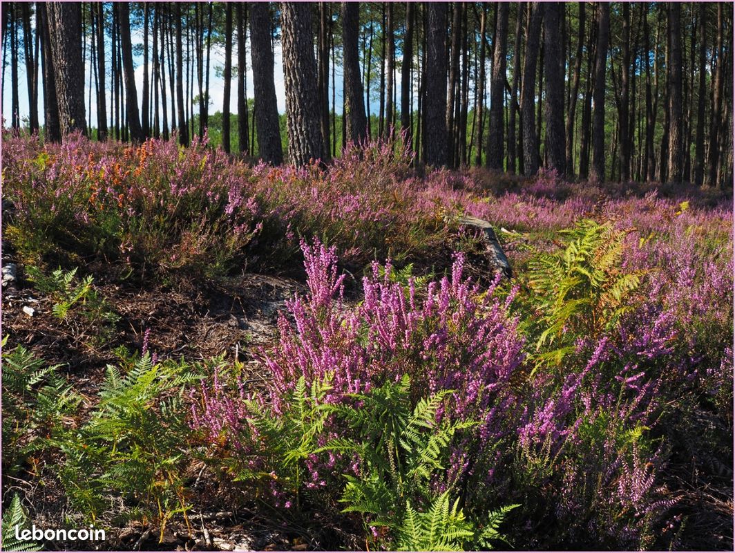 Chambre et petit déjeuner chez l'habitant - Locations saisonnières