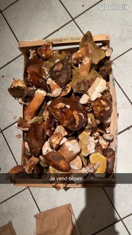 Cèpes - Vins & Gastronomie - leboncoin