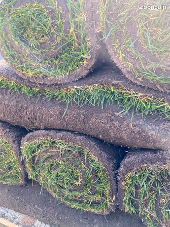 Gazon naturel 🌟 Cultivé en plein champ - Jardin & Plantes
