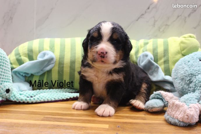 Animaux, chiot, chaton ... Aveyron (12) - leboncoin