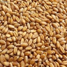 Blé tendre et Orge - Matériel agricole