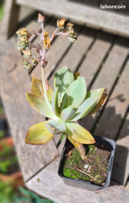 Graptoveria Fred Ives en fleur - Jardin & Plantes