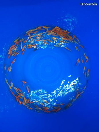 Poissons rouges bassin d'occasion - Jardin & Plantes - leboncoin