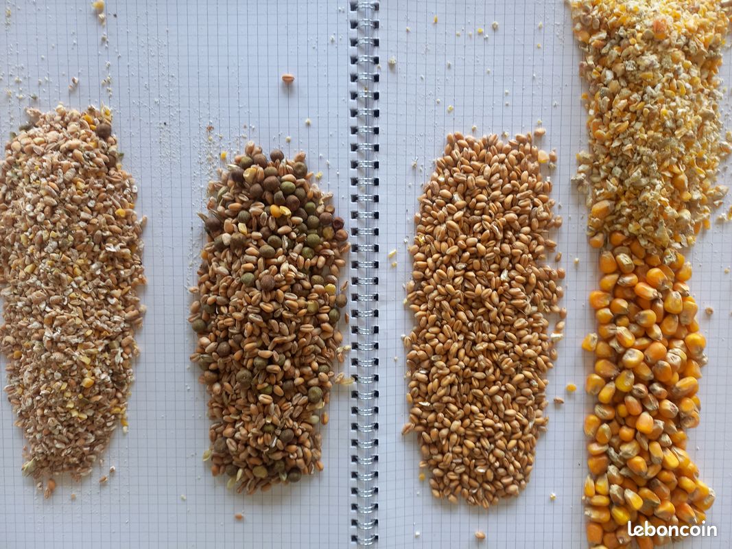 Maïs grain blé - Matériel agricole