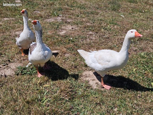 Goven (35580) - leboncoin