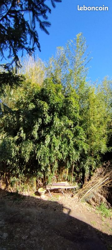 Bambou - Jardin & Plantes