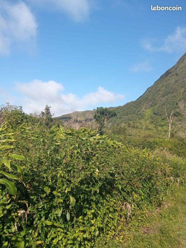 Vend terrain a la plaine des palmistes - Ventes immobilières