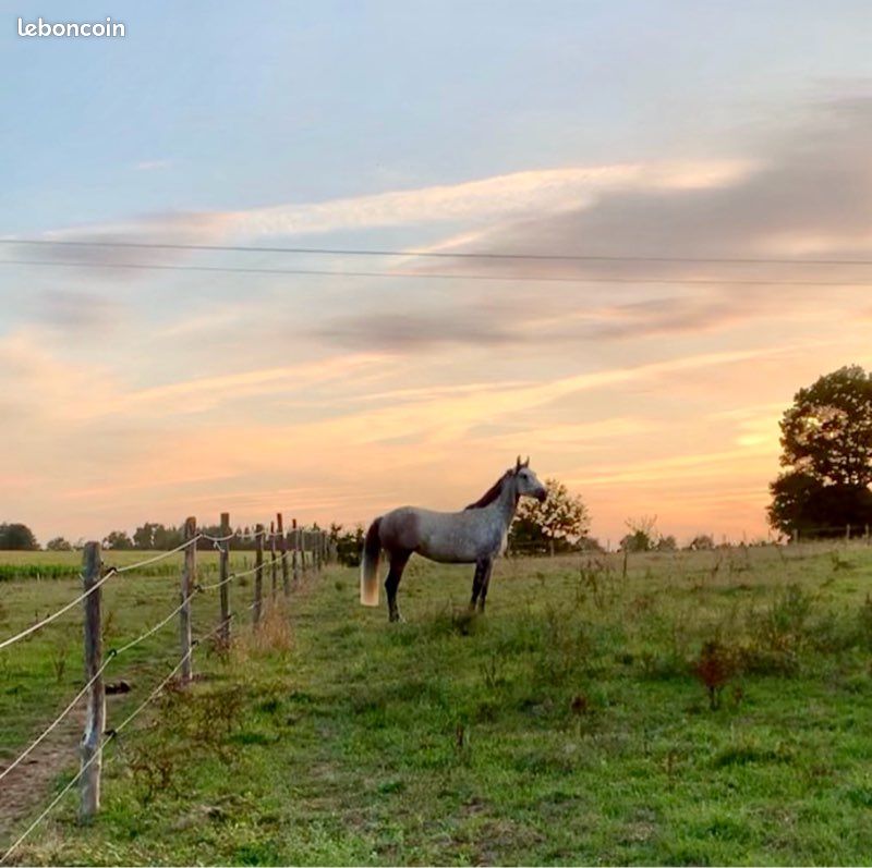 Demi pension cheval - Services aux animaux