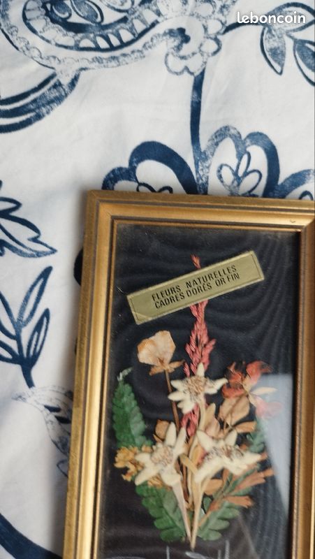 Bouquet d'Edelweiss séché naturalisé encadrement doré à l'or fin ...