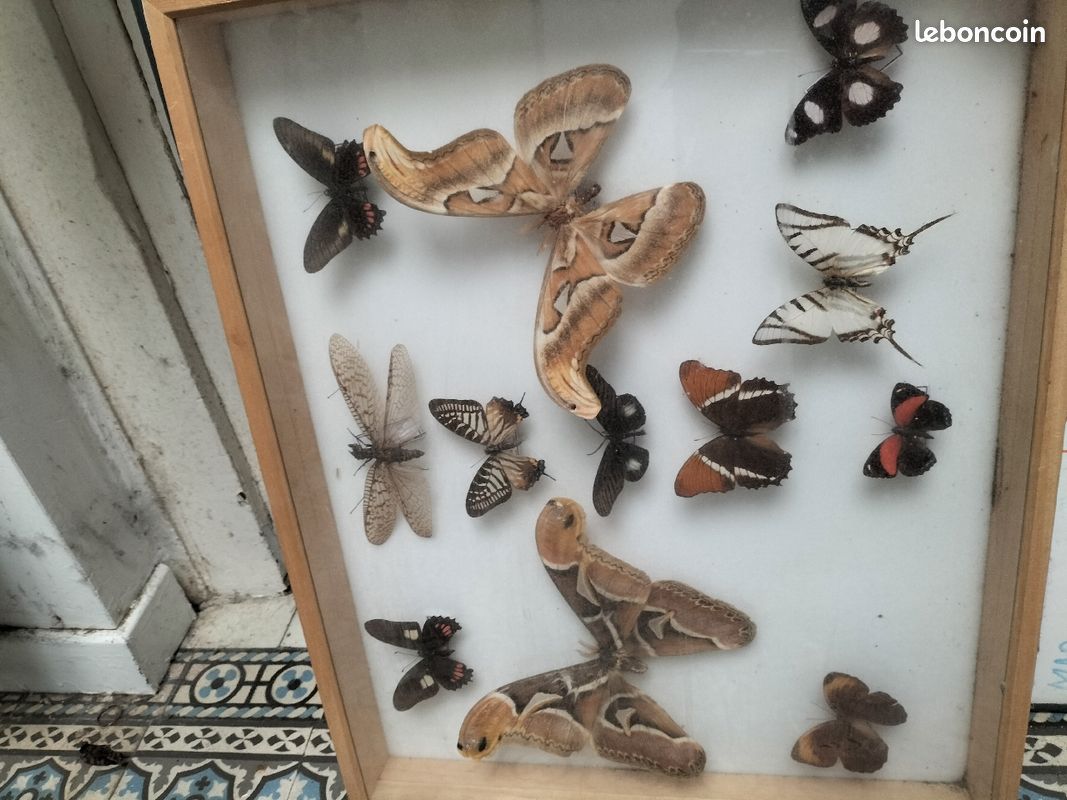 Tableau de papillon - Collection