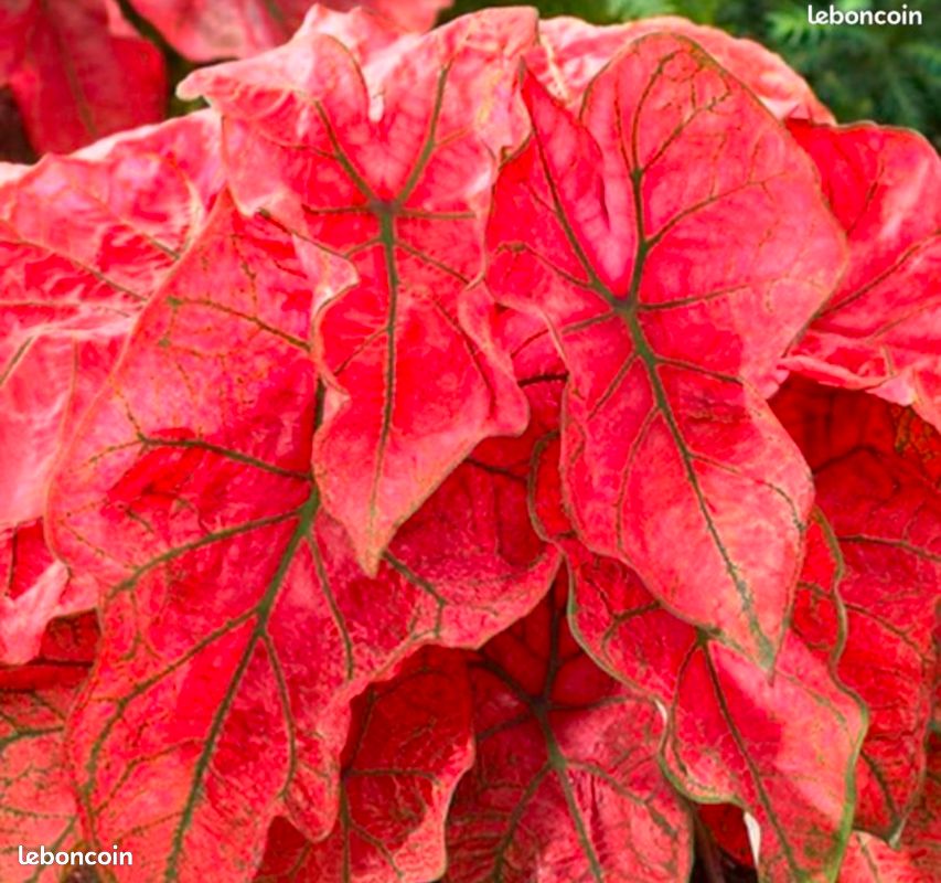 Caladium "Festivia" - 1 Tubercule (Bulbe) - Angel Wings - Jardin & Plantes