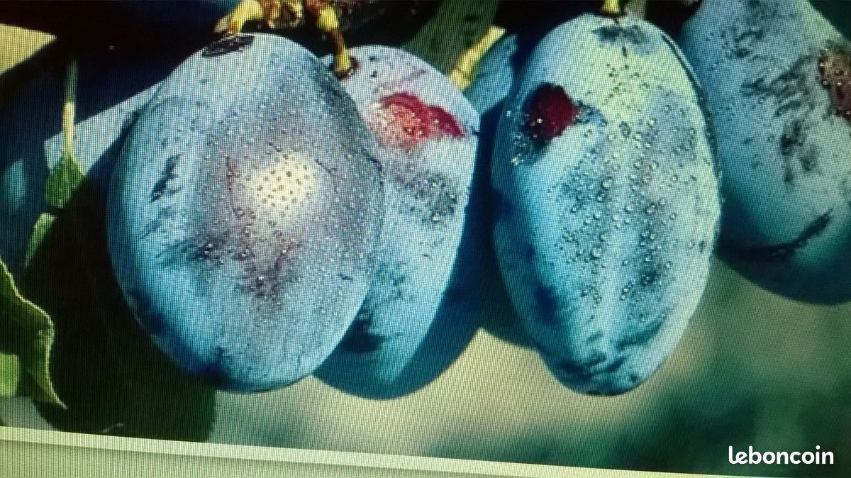 Prune en tonneau - Jardin & Plantes