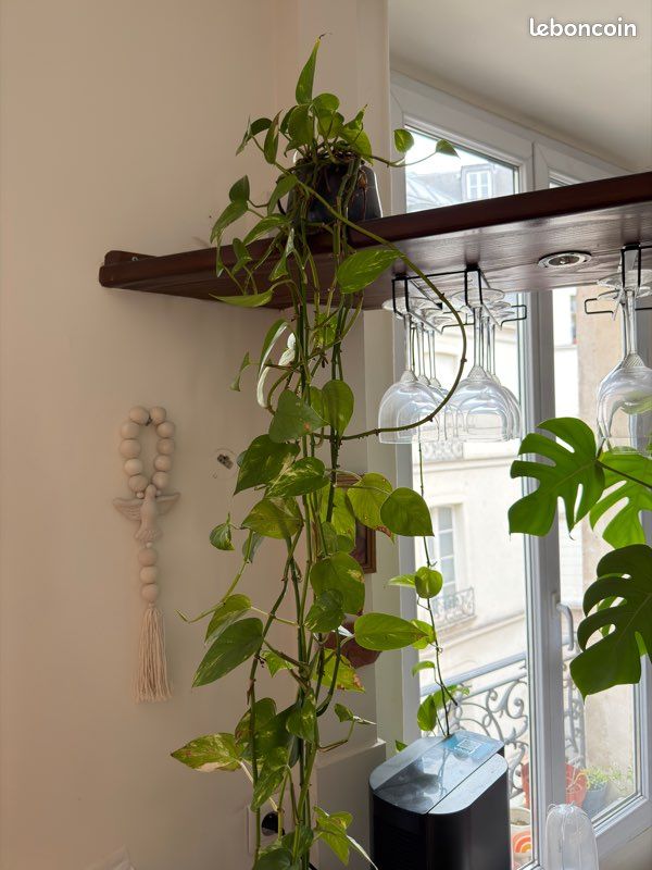 Plante liane Epipremnum Aureum 4 mètres - Jardin & Plantes