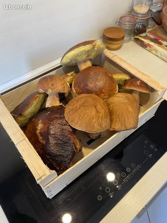 Cepes frais - Vins & Gastronomie - leboncoin