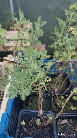 Plantes, fleurs, arbres et arbustes d'occasion - Jardin & Plantes ...