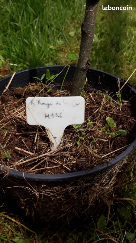 Arbre fruitier - Pommier Reinette Rouge de la Creuse - Jardin & Plantes