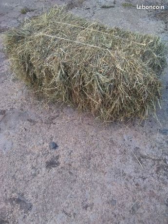 Autres petites annonces Morbihan (56) - leboncoin