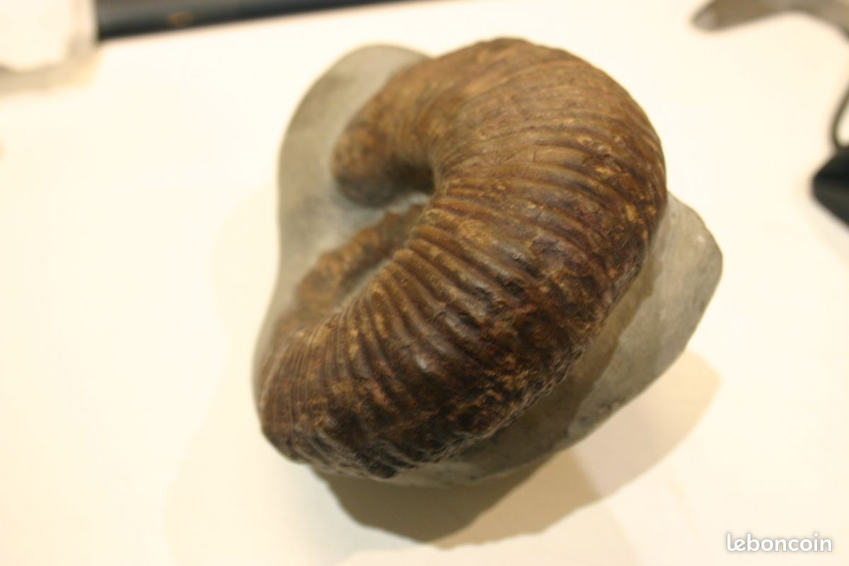 Ammonite piece de musée - Collection