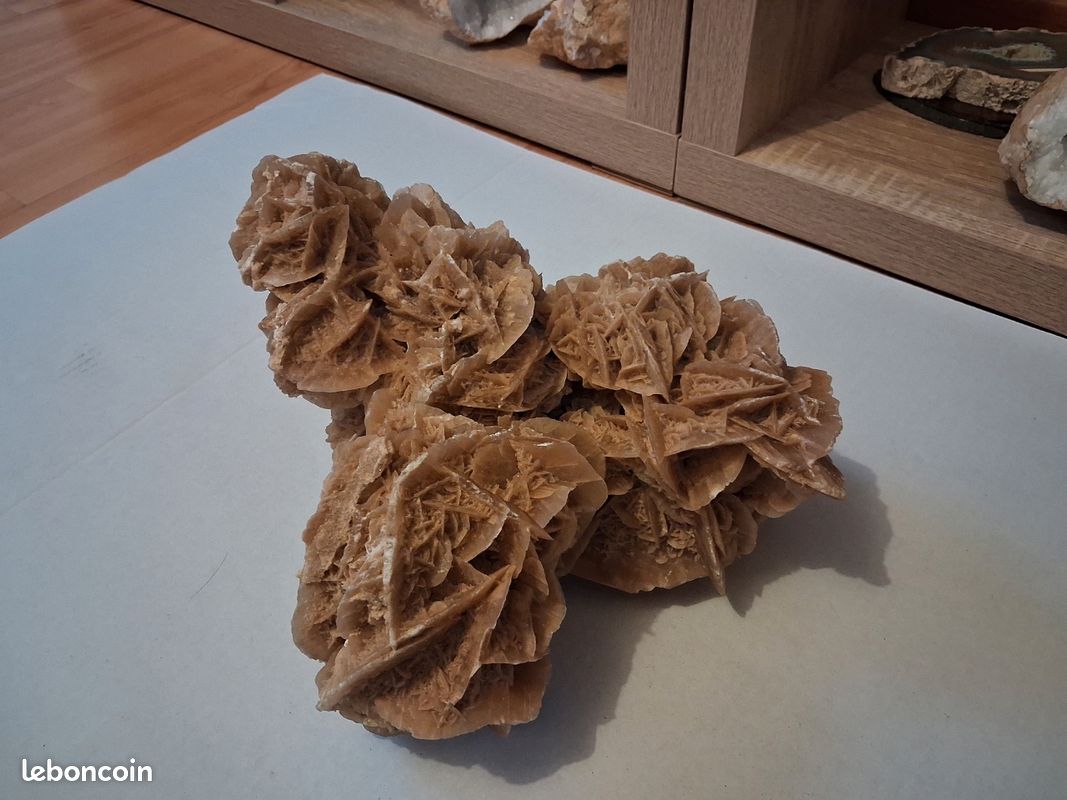 Prix Des Roses Des Sables