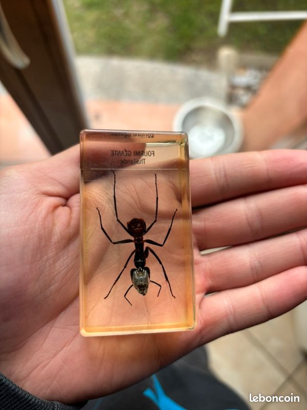 Insectes de la nature - Collection