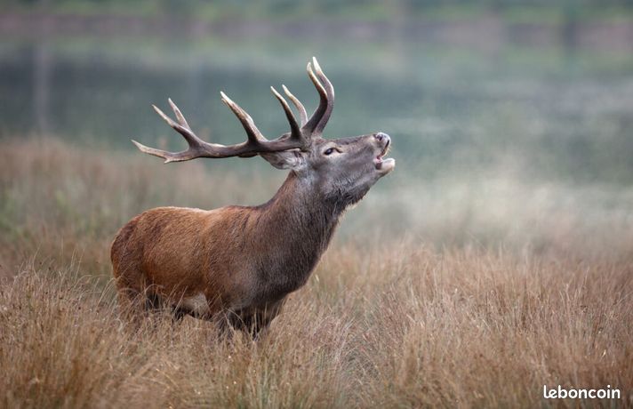 Action chasse grand gibier d'occasion - Sport & Plein air - leboncoin