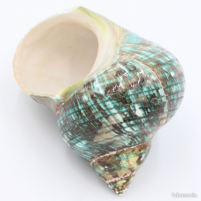Turbo Impérial n°2 – Nacre – Coquillage de Collection - Collection