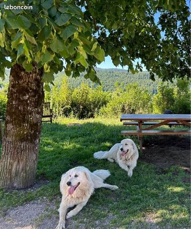 Animaux, chiot, chaton, ... Lozère (48) - leboncoin