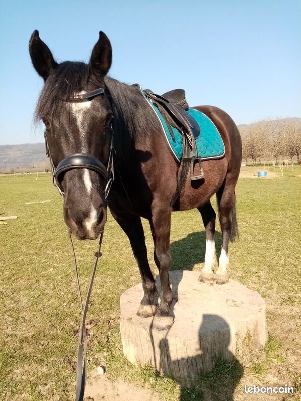 Demi pension cheval - Services aux animaux