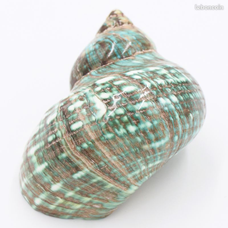 Turbo Impérial n°2 – Nacre – Coquillage de Collection - Collection