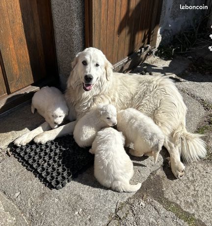 Animaux, chiot, chaton, ... Lozère (48) - leboncoin