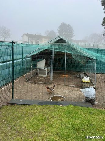 Outils de jardinage, tondeuse d'occasion, ... « poule pondeuse » Toute ...