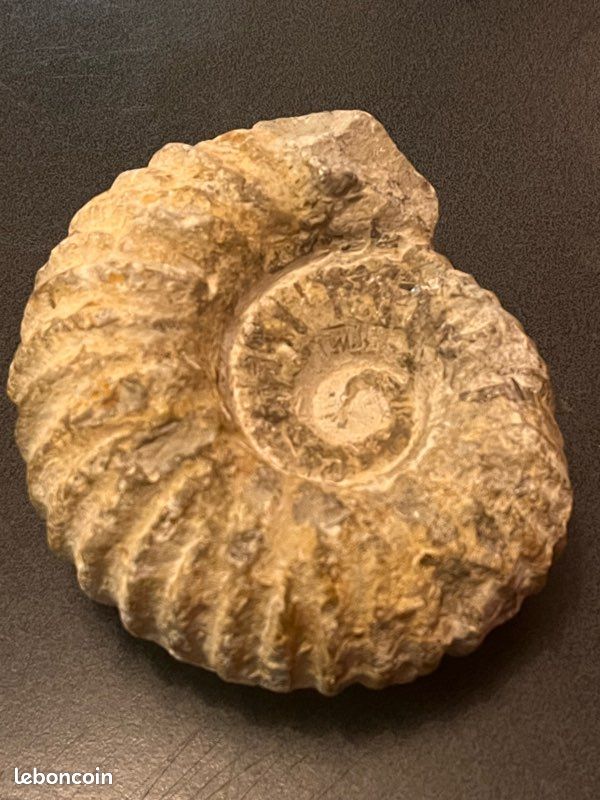 Pierre Fossile ammonite 600 g 15 cm - Antiquités