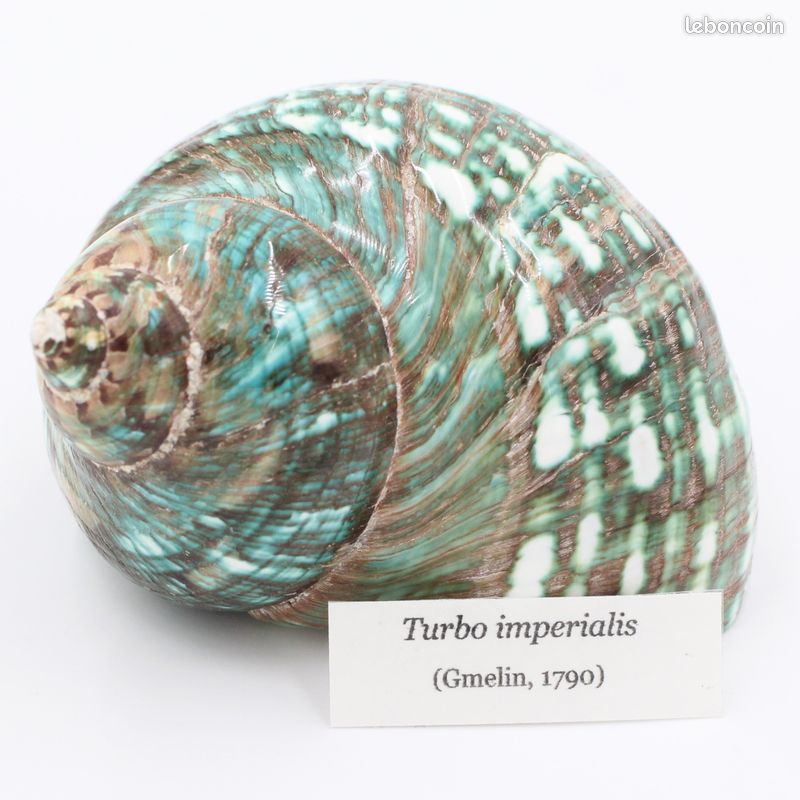 Turbo Impérial n°2 – Nacre – Coquillage de Collection - Collection