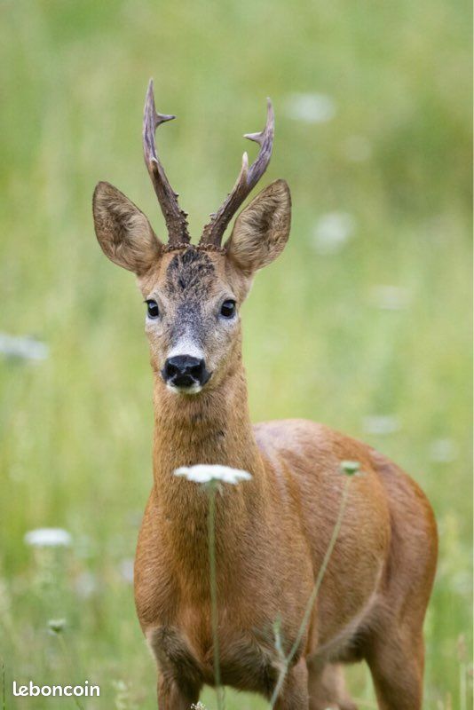 Chasse - Sport & Plein air